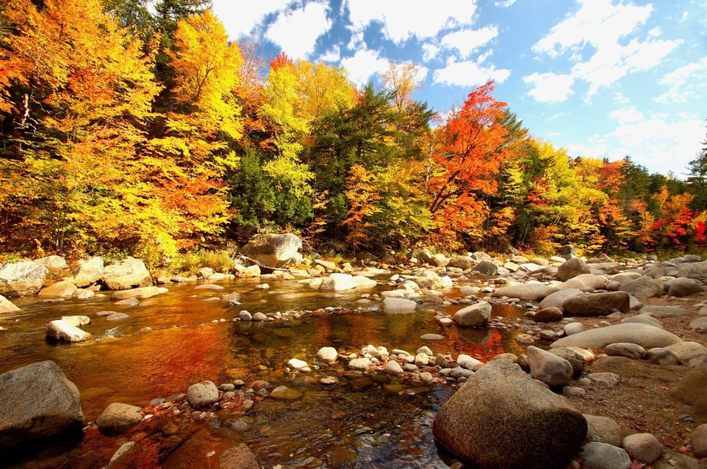 Leaves Turning 80: New Season, Old Skin, and an Organized Dental ...